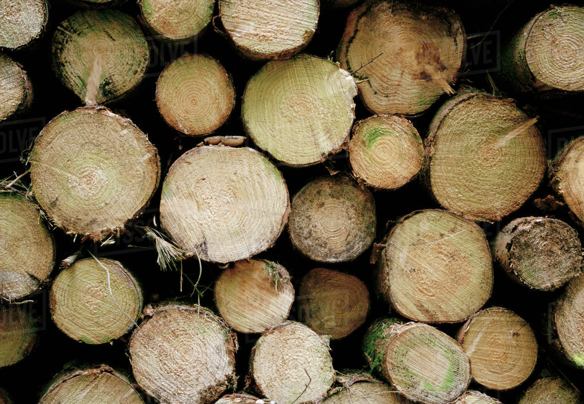 Stack of logs - Royalty-free Stock Photo | Dissolve