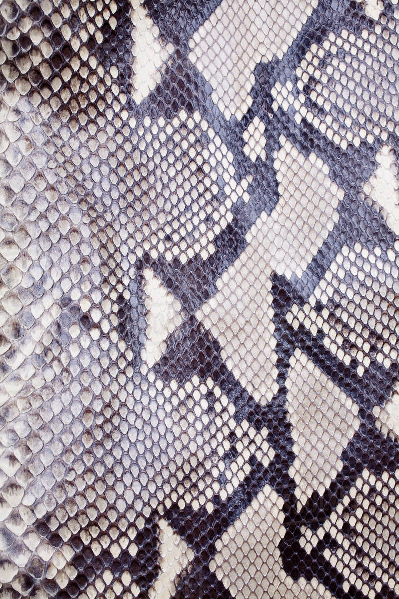 Snakeskin up close - Royalty-free Stock Photo | Dissolve