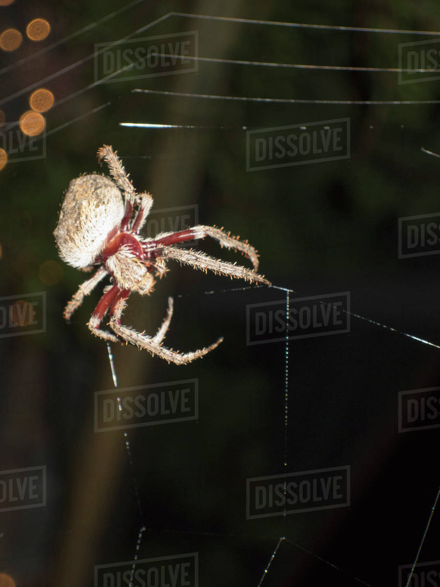 Close-up of spider on web - Royalty-free Stock Photo | Dissolve