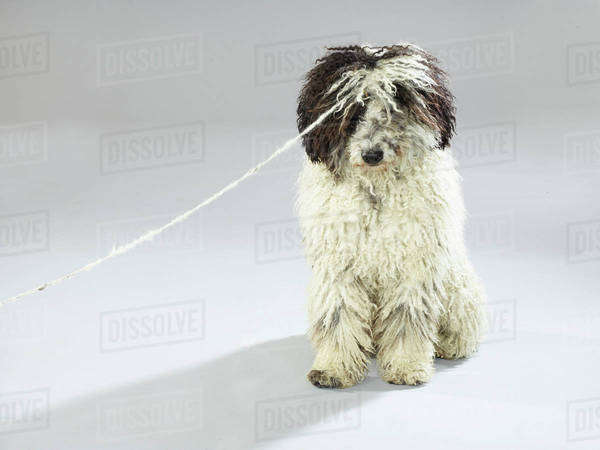 Dog with rope sitting against white background - Stock Photo - Dissolve