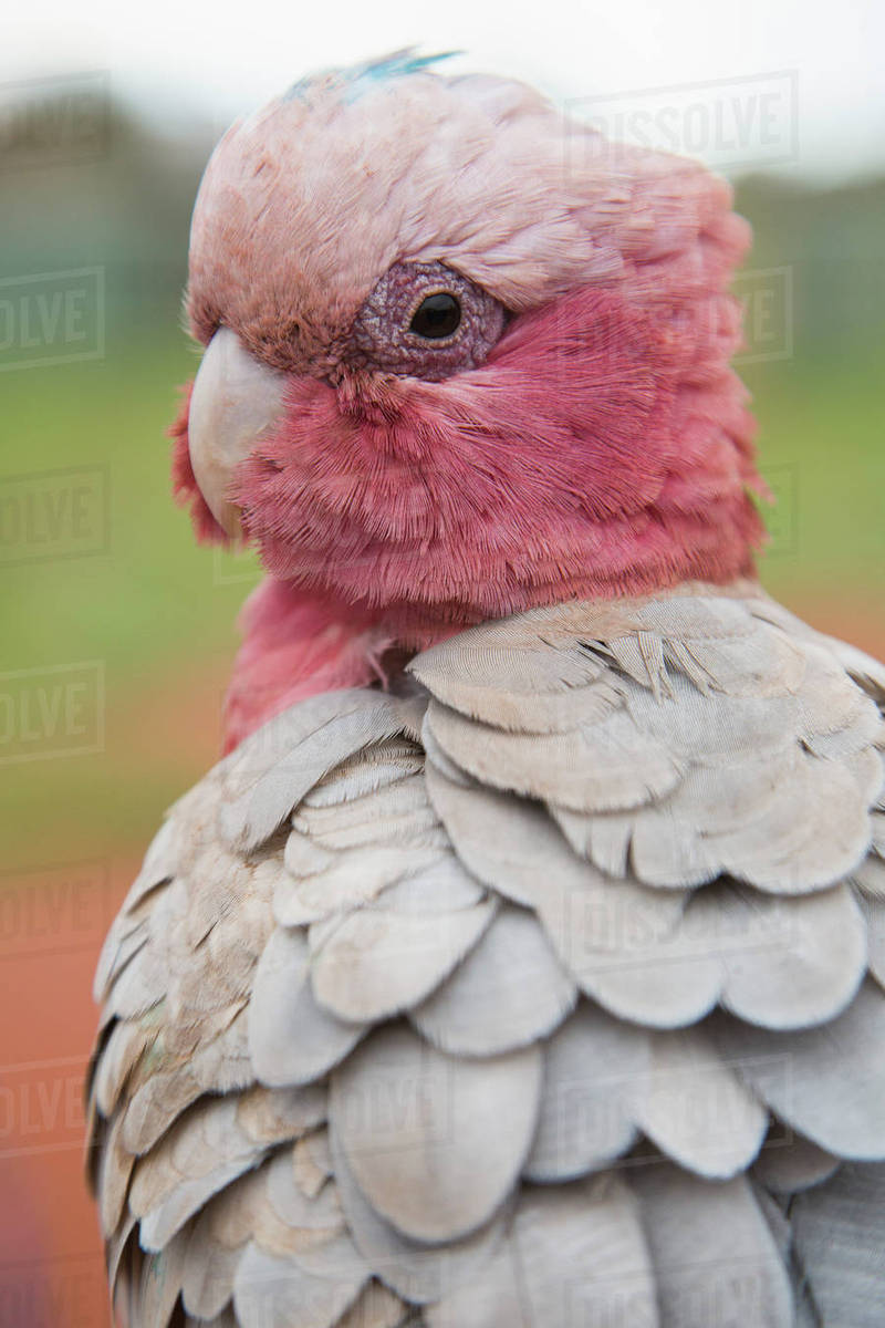 Close-up of galah outdoors - Royalty-free Stock Photo | Dissolve