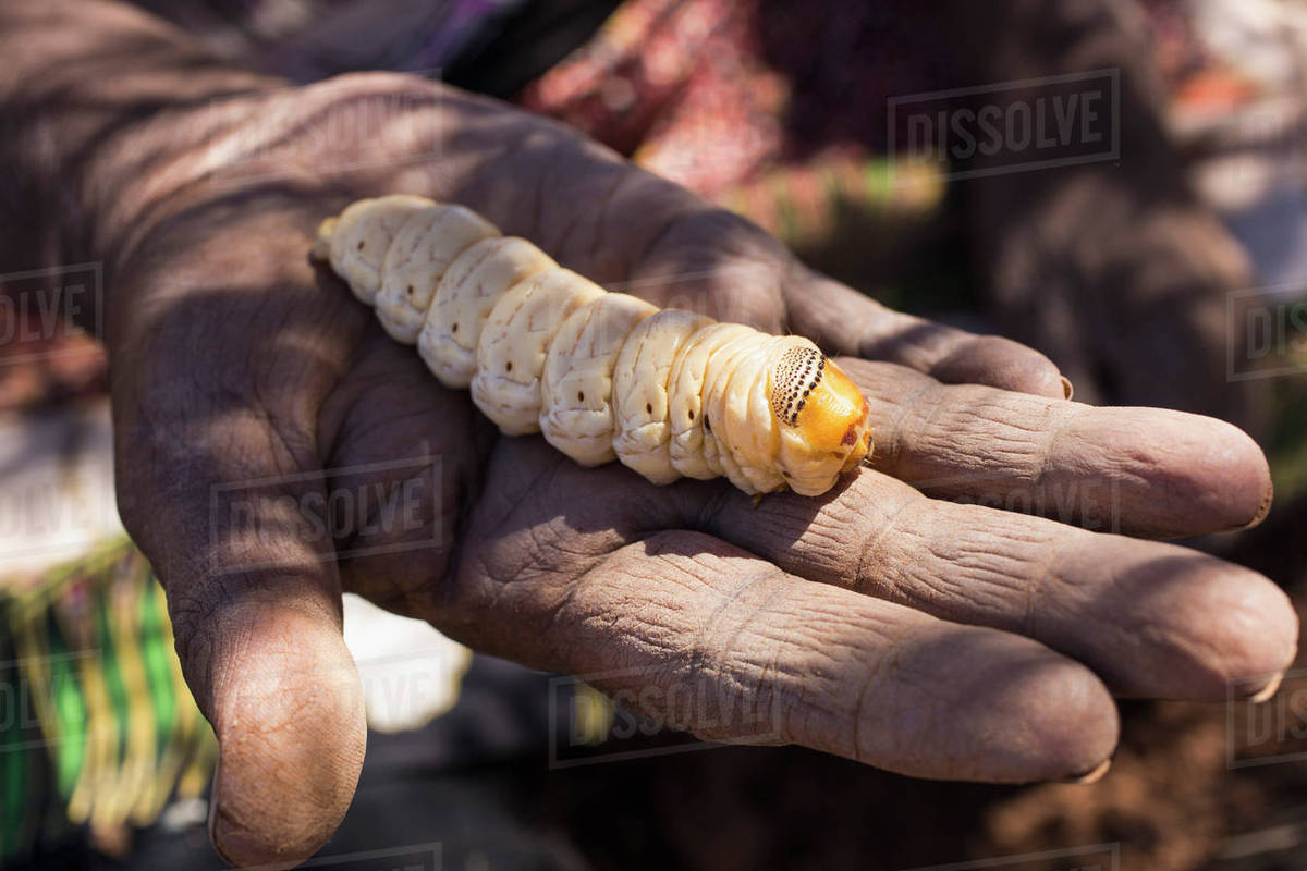 Cropped image of hand holding witchetty grub - Royalty-free Stock Photo ...