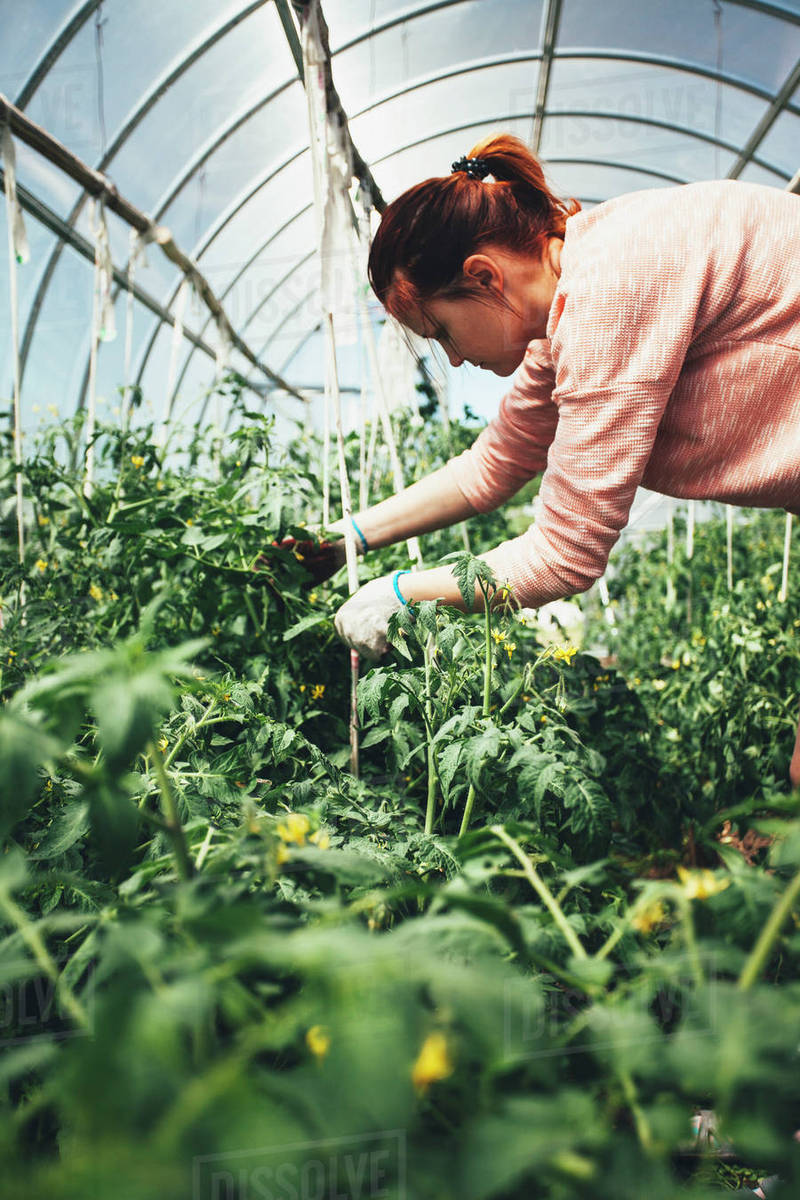 Woman working over vegetable plants in greenhouse - Royalty-free Stock ...