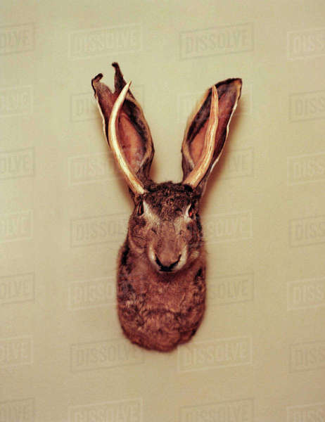 Jackalope hunting trophy mounted on wall - Royalty-free Stock Photo ...