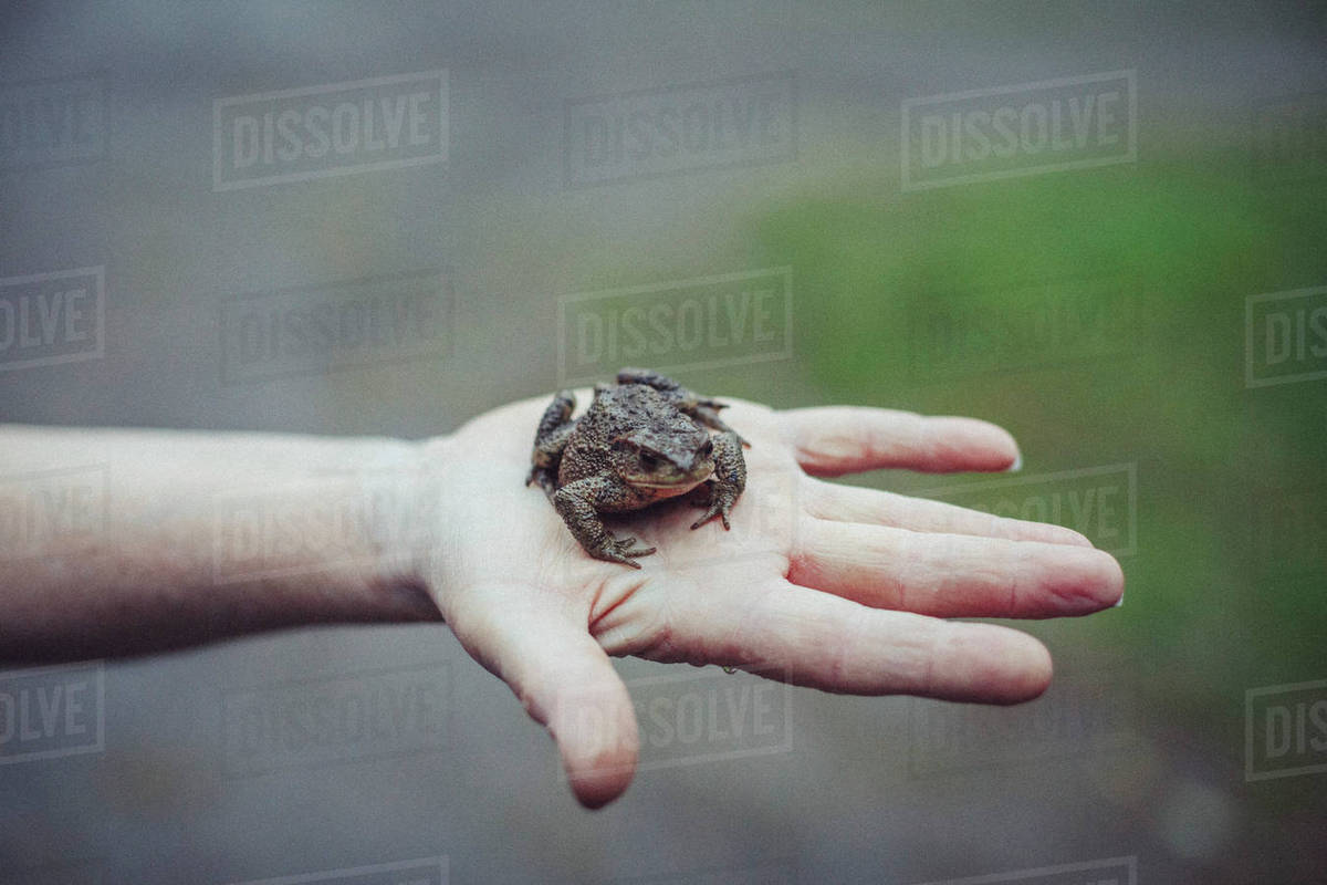 Cropped image of hand holding frog - Royalty-free Stock Photo | Dissolve