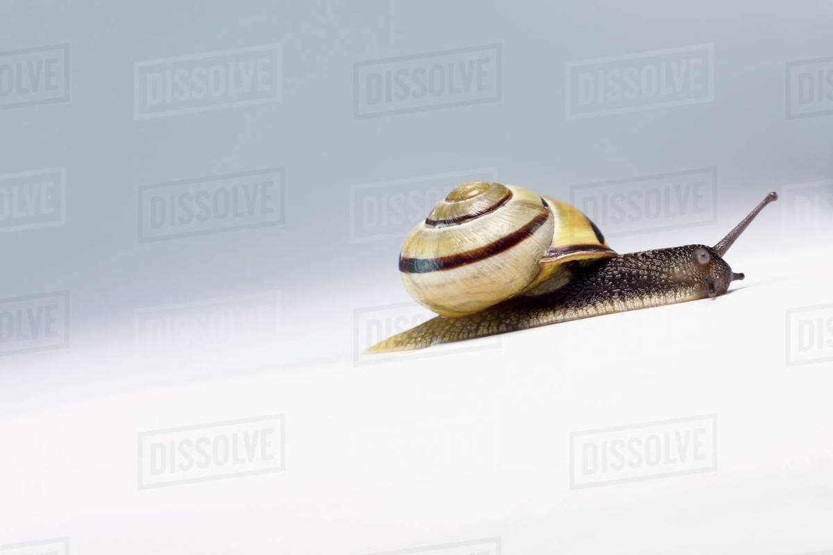 Close-up of snail on white background - Stock Photo - Dissolve