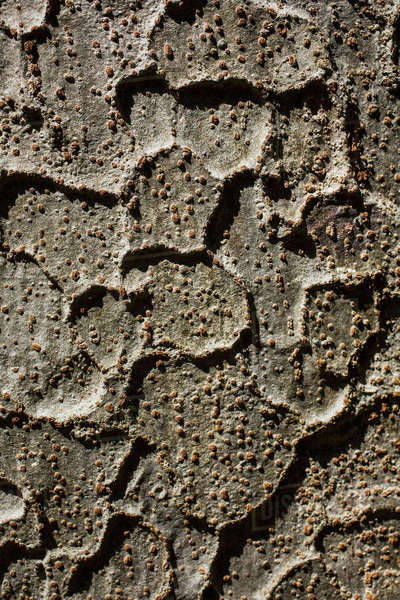 Full frame shot of tree trunk - Stock Photo - Dissolve