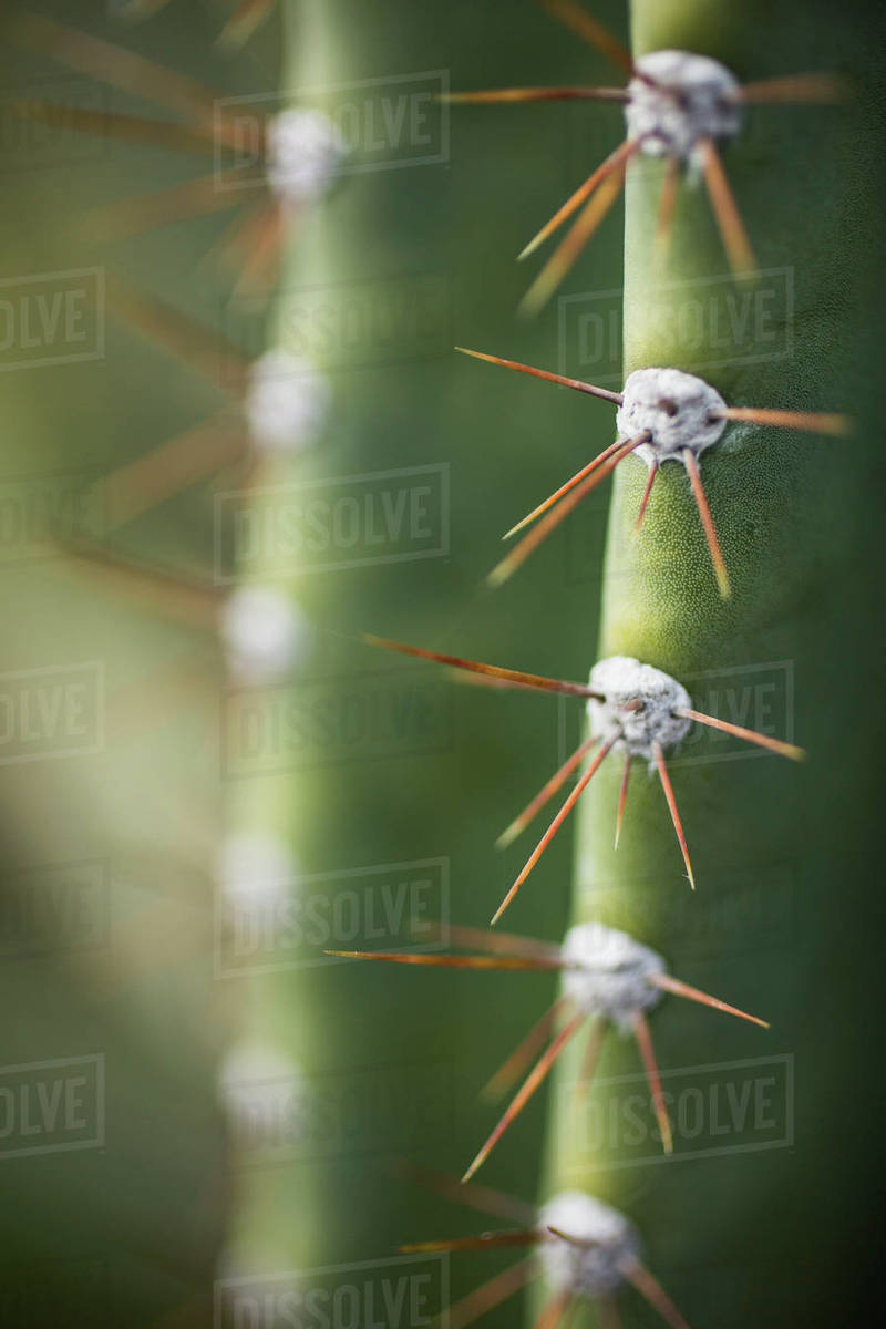 Close-up of spiked cactus plant - Stock Photo - Dissolve