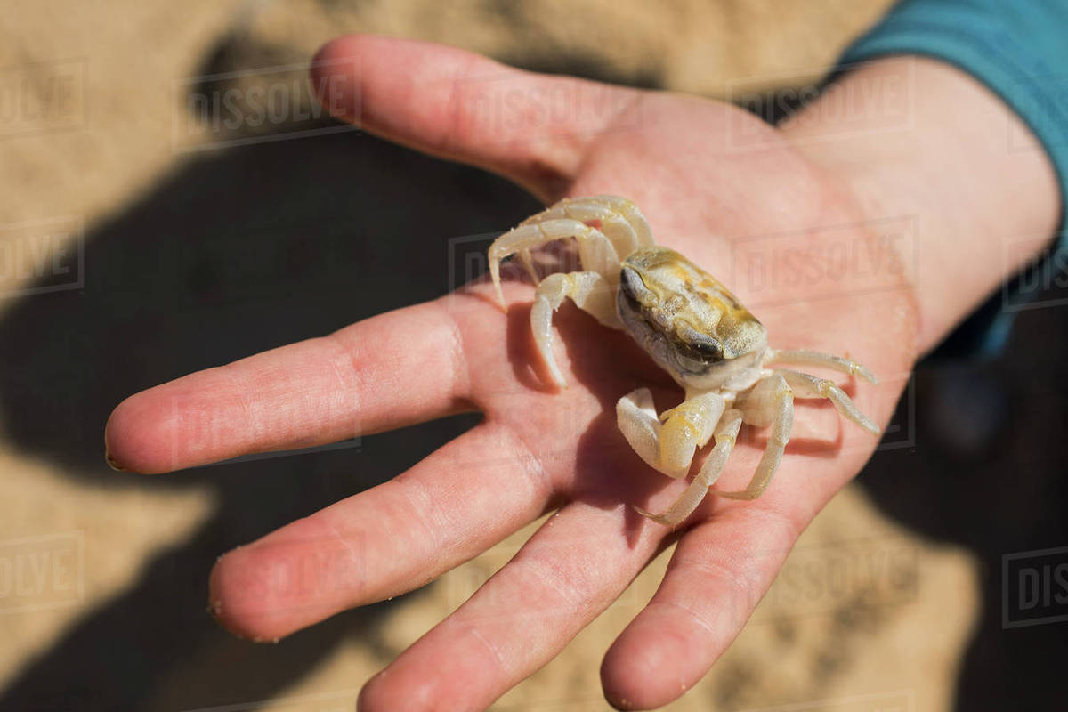 Cropped image of boy holding crab, Bermagui, New South Wales, Australia ...