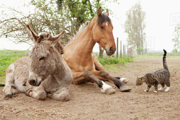 Cat, donkey and horse on rural dirt road - Stock Photo - Dissolve