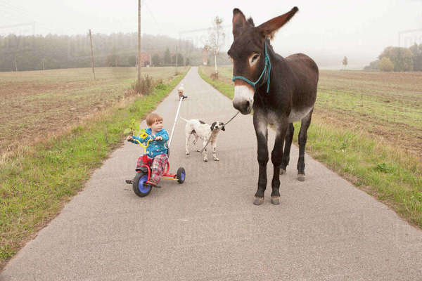 Girl riding tricycle with donkey and dog on rural road - Stock Photo ...