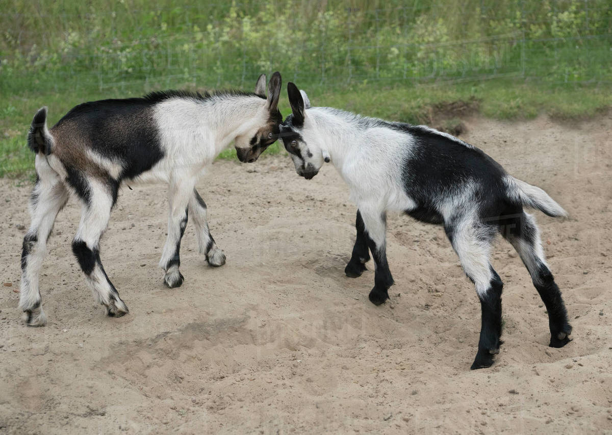 Goats butting heads - Royalty-free Stock Photo | Dissolve