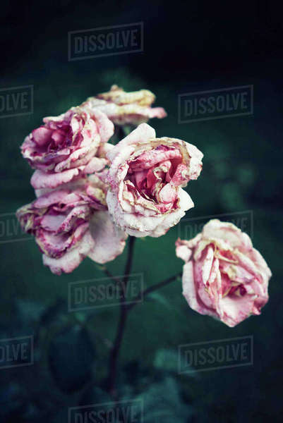 Pink roses decaying in garden - Royalty-free Stock Photo | Dissolve