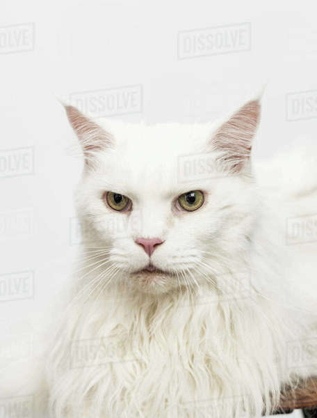 Portrait serious white cat - Royalty-free Stock Photo | Dissolve