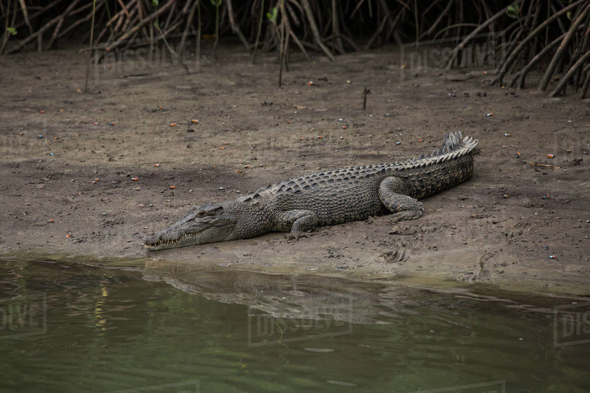 Crocodile laying in dirt at riverside, Cape Tribulation, Queensland ...