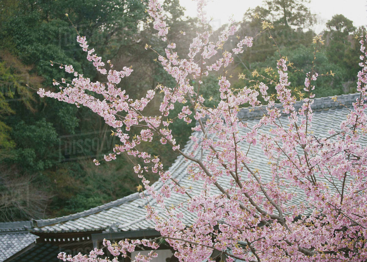 Pink cherry blossom tree in bloom, Kyoto, Japan - Stock Photo - Dissolve