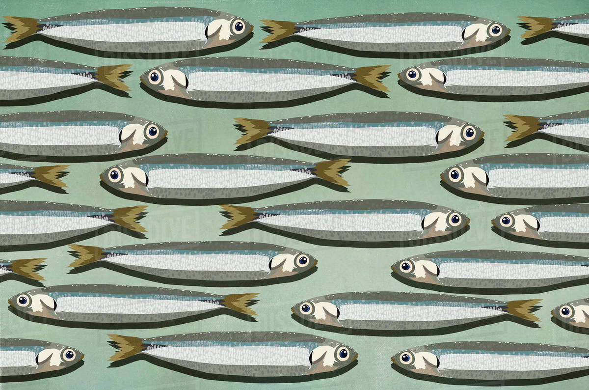 Sardines background - Stock Photo - Dissolve