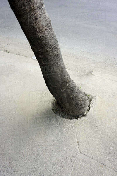 Tree growing out of concrete - Stock Photo - Dissolve