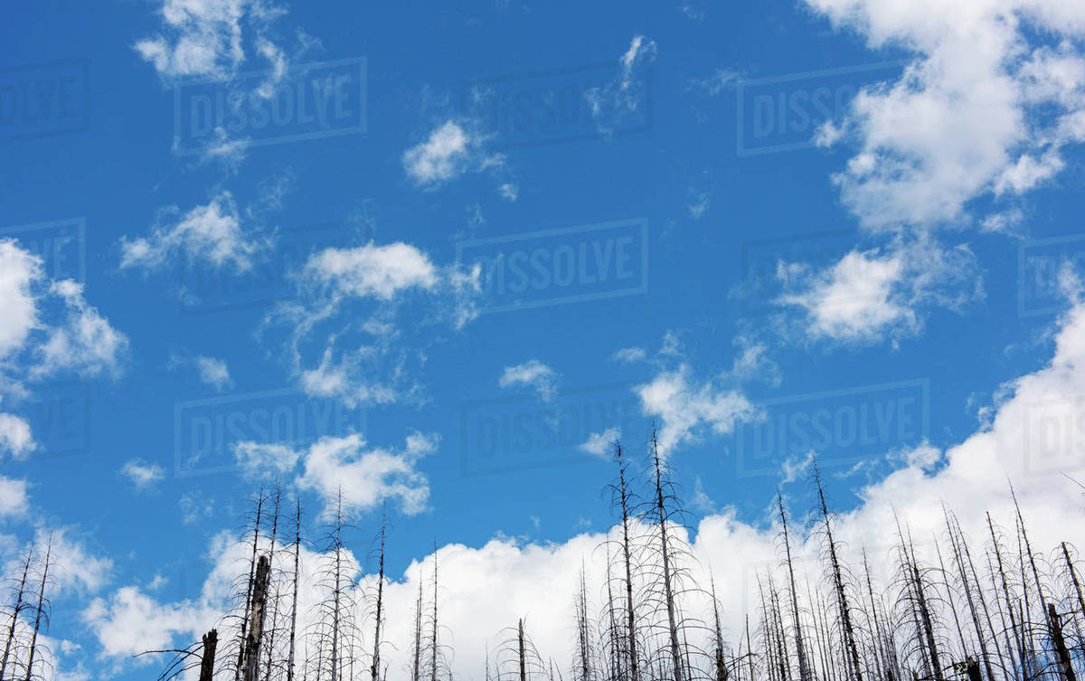 Burnt forest fire treetops against blue sky with clouds, Montana, USA ...
