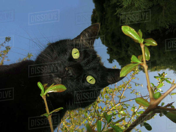 Portrait curious black cat from below - Royalty-free Stock Photo | Dissolve