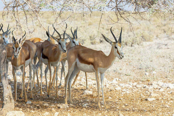 Herd of springbok, Etosha Pan, Namibia - Royalty-free Stock Photo ...