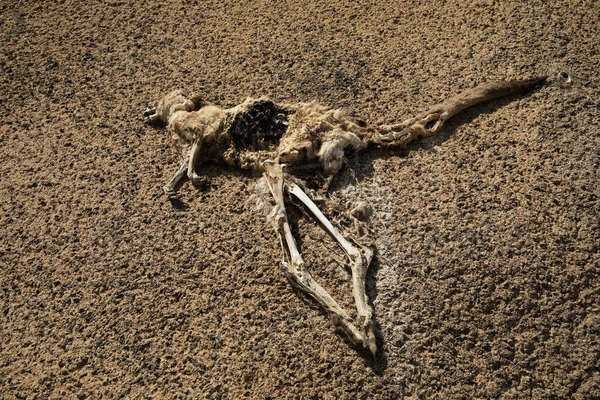 Dead kangaroo carcass on arid ground, Heathcote, Australia - Royalty ...