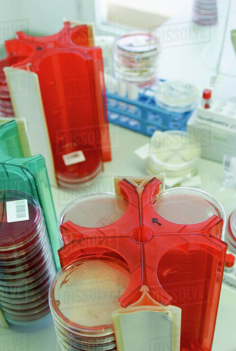 Petri dish stacks in science laboratory - Royalty-free Stock Photo ...