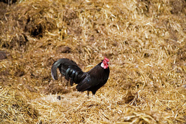 Black rooster in hay - Royalty-free Stock Photo | Dissolve