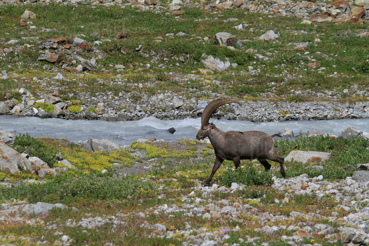 Alpine Ibex walking along rugged Breithorngletscher glacier ...