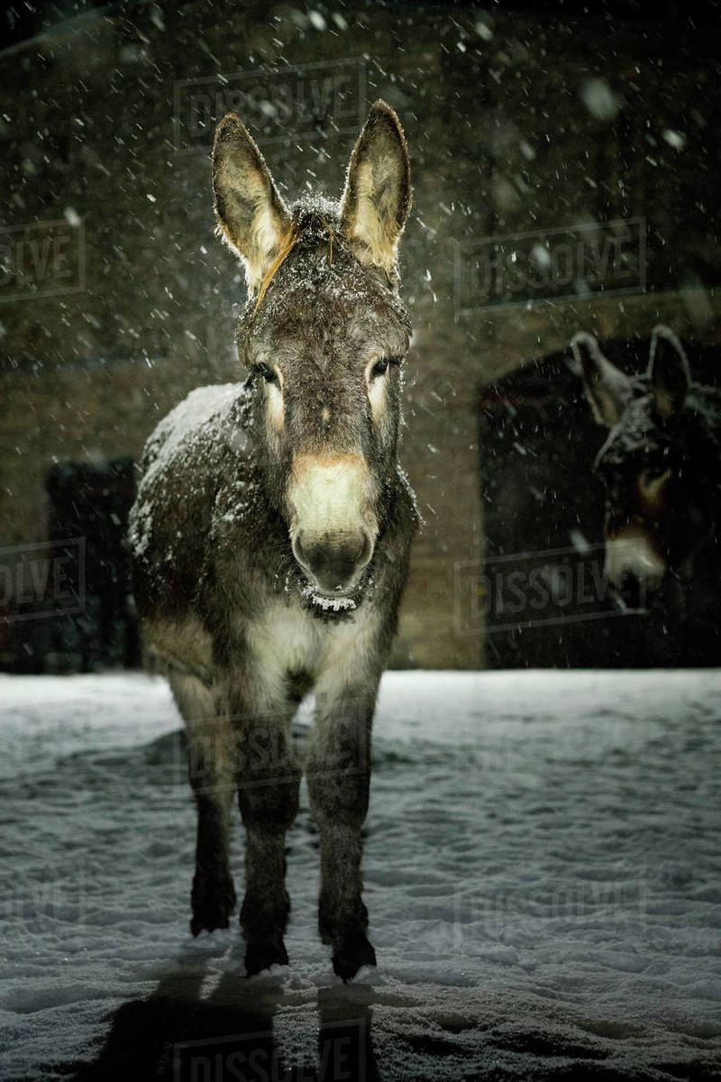 Portrait donkey in snow at night - Royalty-free Stock Photo | Dissolve