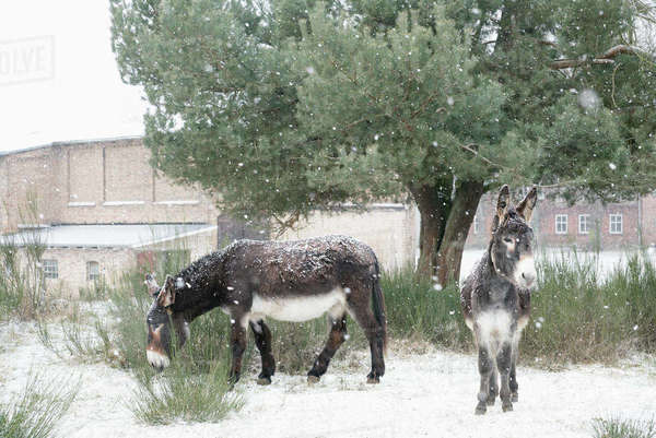 Donkeys below tree in snow on rural farm - Royalty-free Stock Photo ...