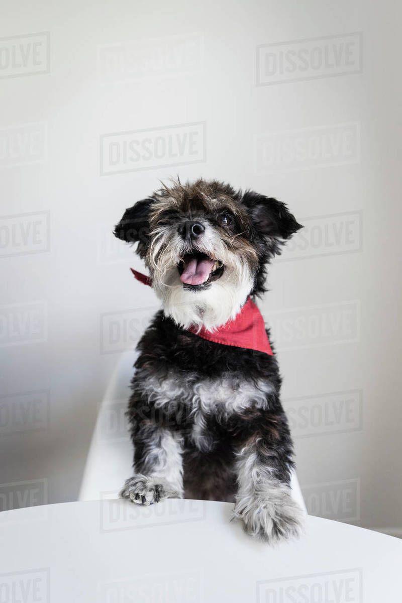 Dog looking up at dining table - Royalty-free Stock Photo | Dissolve