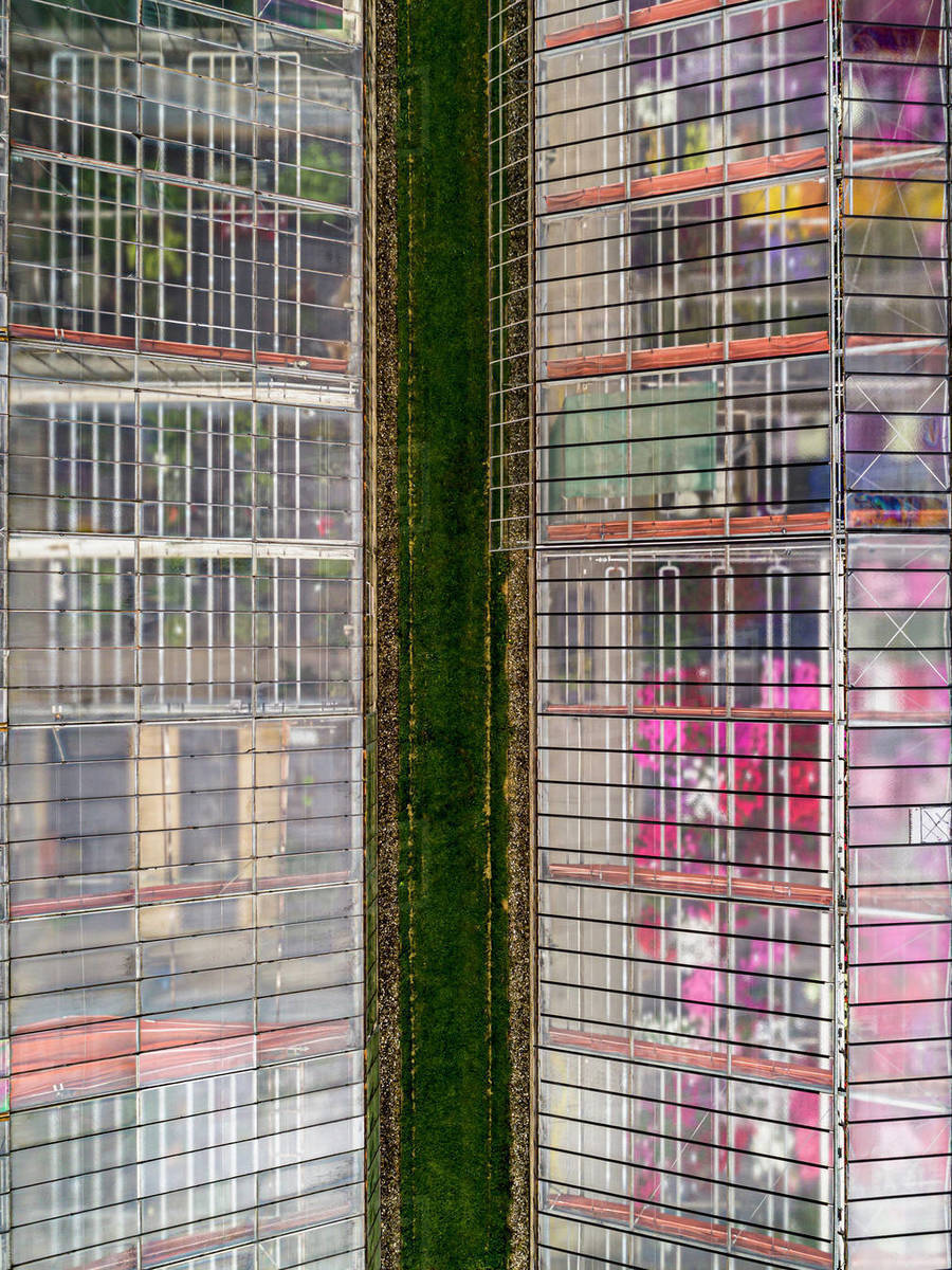 Aerial view plants and vibrant flowers under sloped greenhouse roofs ...