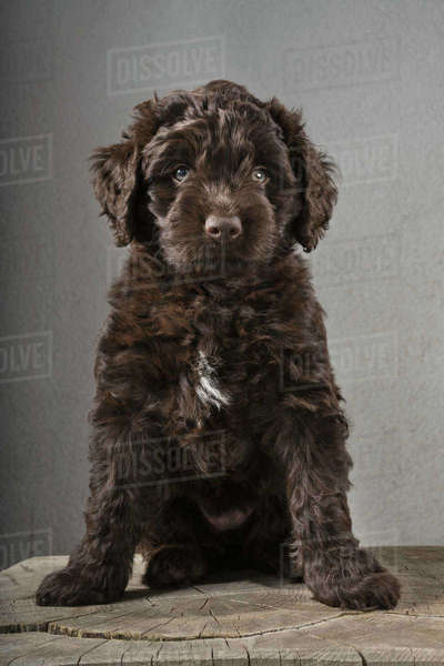 Studio portrait cute brown Cockapoo on wood stump - Stock Photo - Dissolve