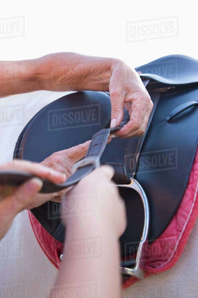 Women hands adjusting a saddle on a white horse - Stock Photo - Dissolve