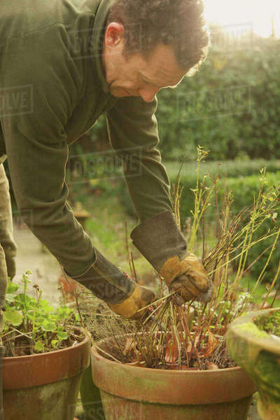 Gardener Removing Weeds from Plant Pot - Stock Photo - Dissolve