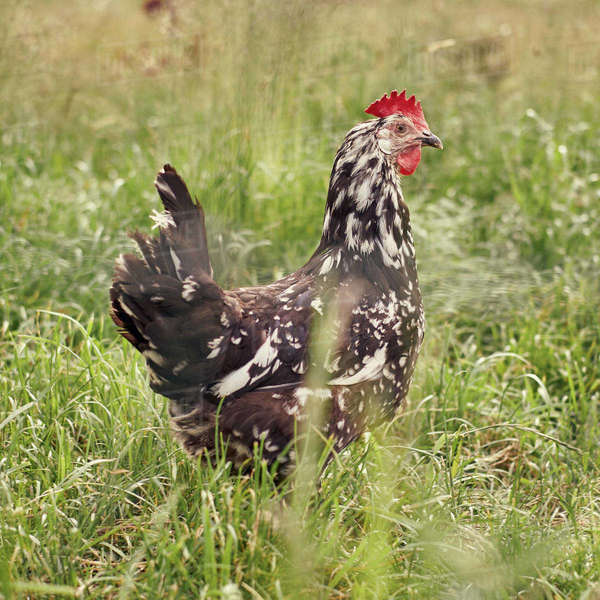 Side view Ancona chicken in grass - Royalty-free Stock Photo | Dissolve