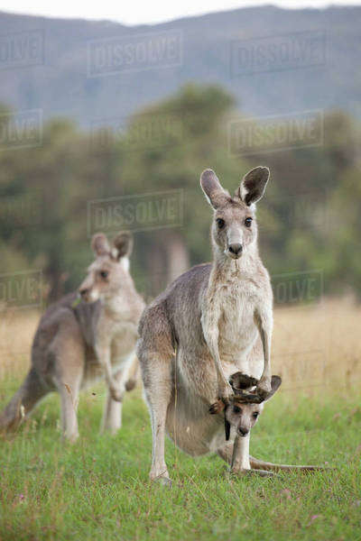 Three Kangaroos in a field - Stock Photo - Dissolve
