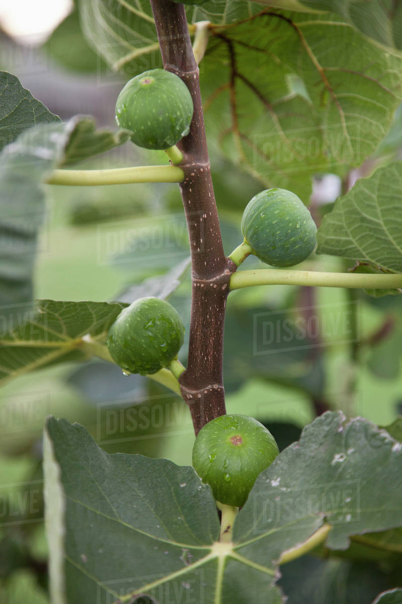 Detail of figs growing on a tree - Stock Photo - Dissolve